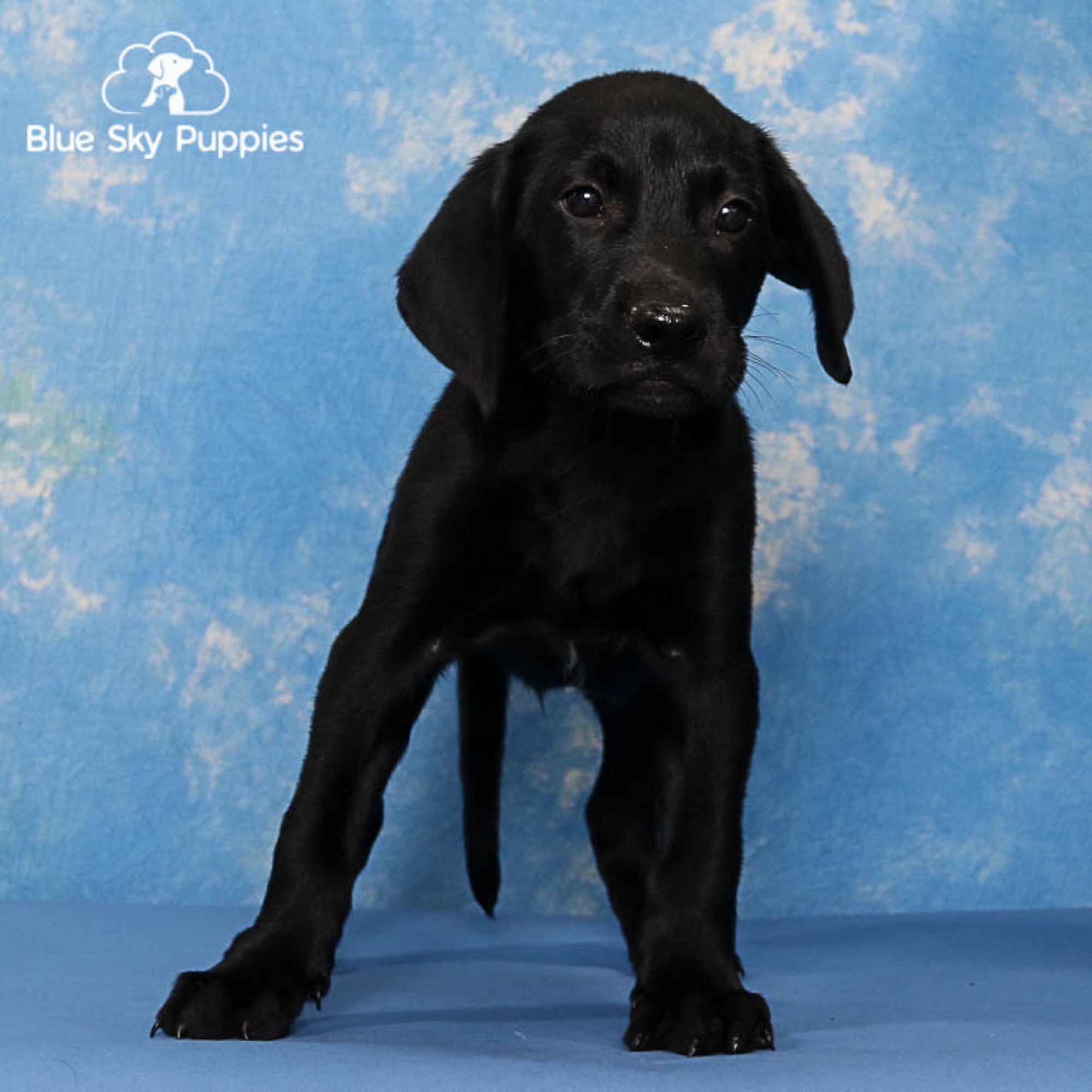 Labrador Retriever Puppies for Sale | Blue Sky Puppies