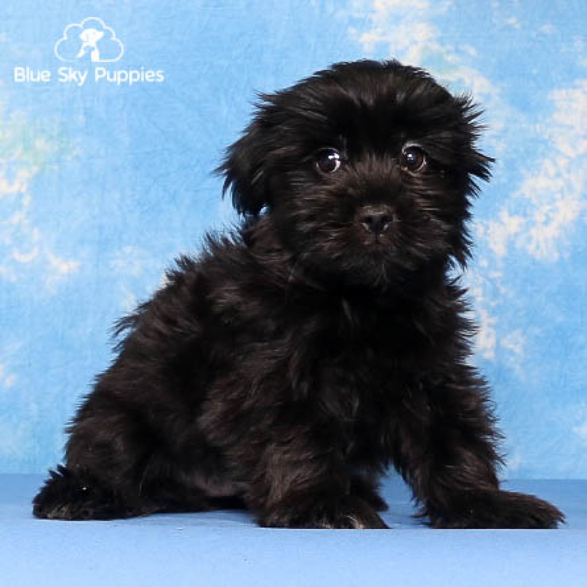 Shorkie Puppies for Sale | Blue Sky Puppies