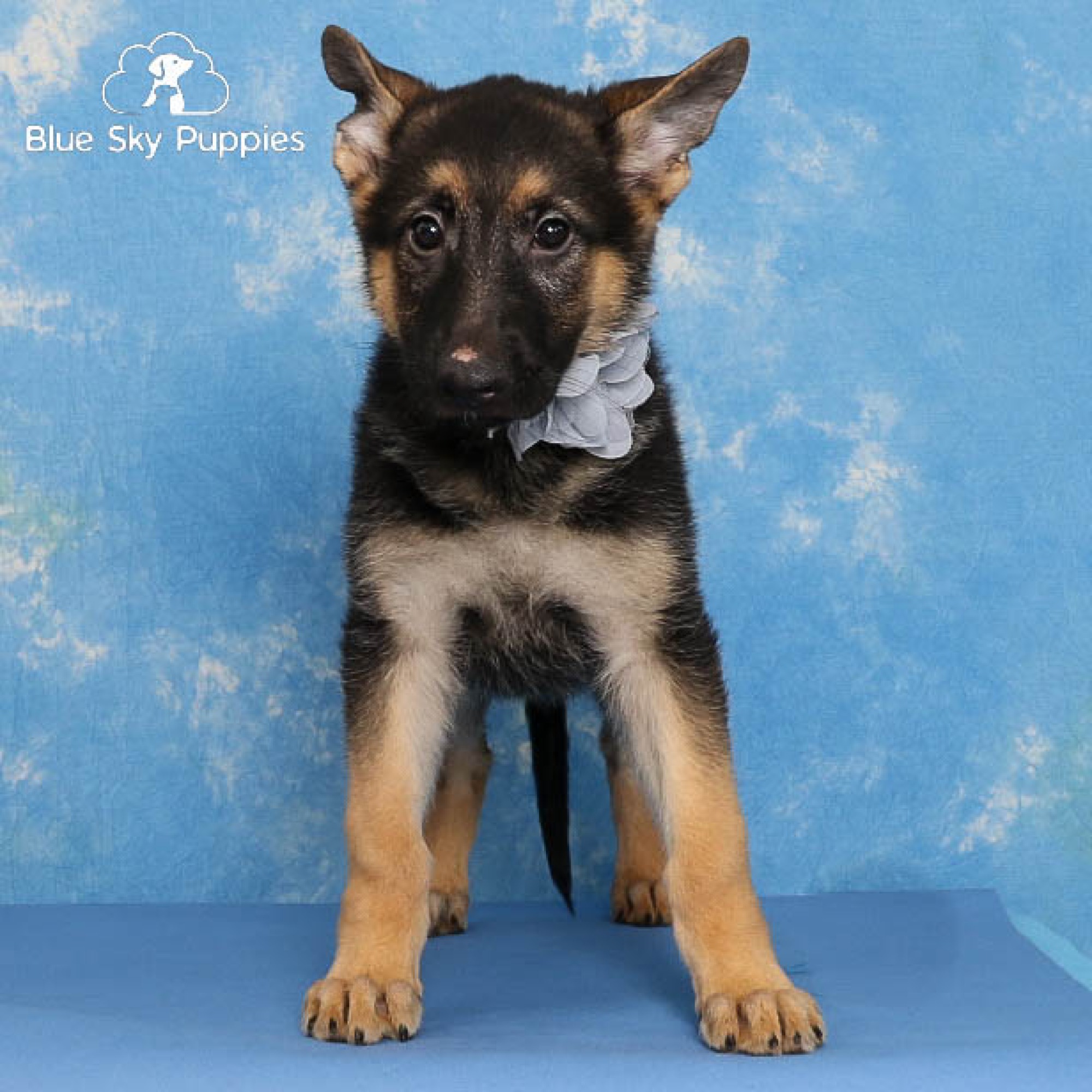 German Shepherd Puppies for Sale | Blue Sky Puppies