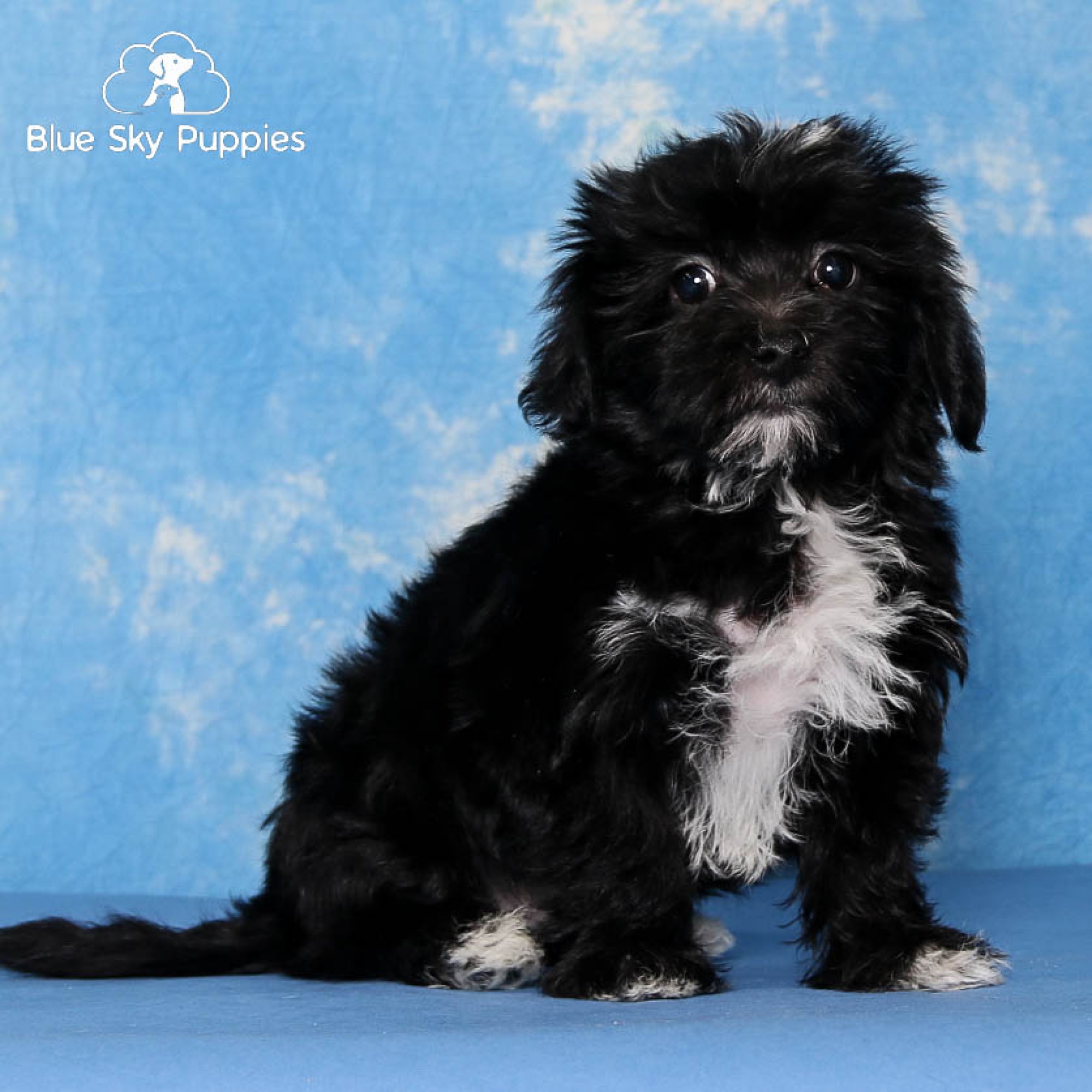 Yorkiechon Puppies for Sale | Blue Sky Puppies