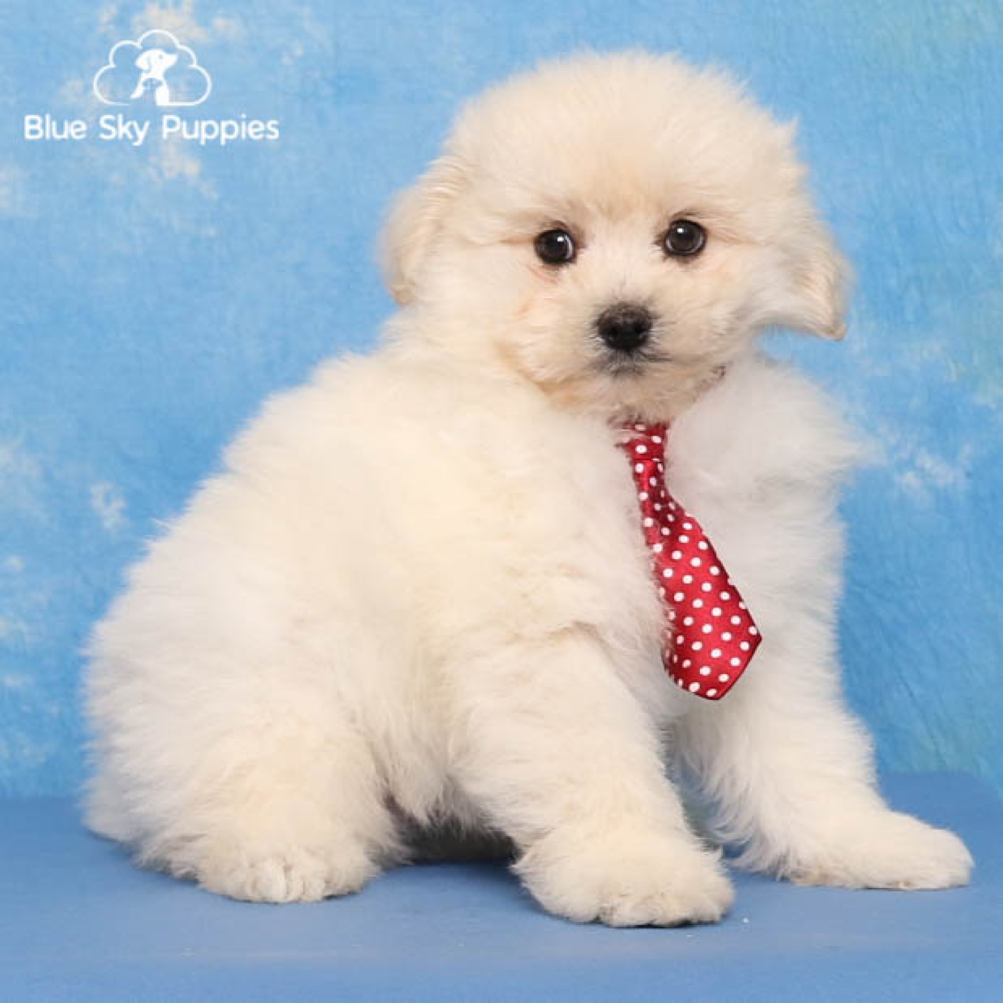 Pompoo Puppies for Sale | Blue Sky Puppies