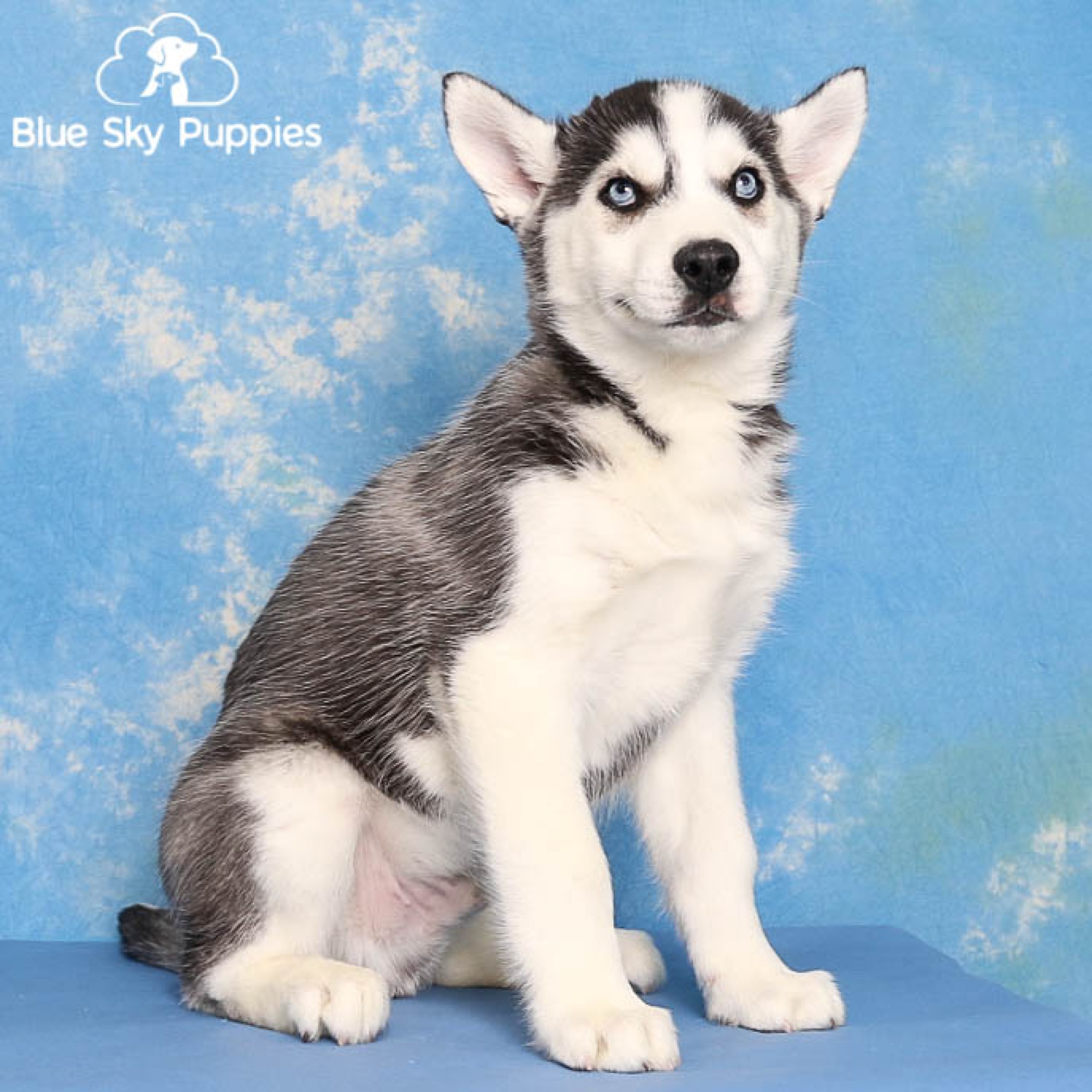 Siberian Husky Puppies for Sale | Blue Sky Puppies