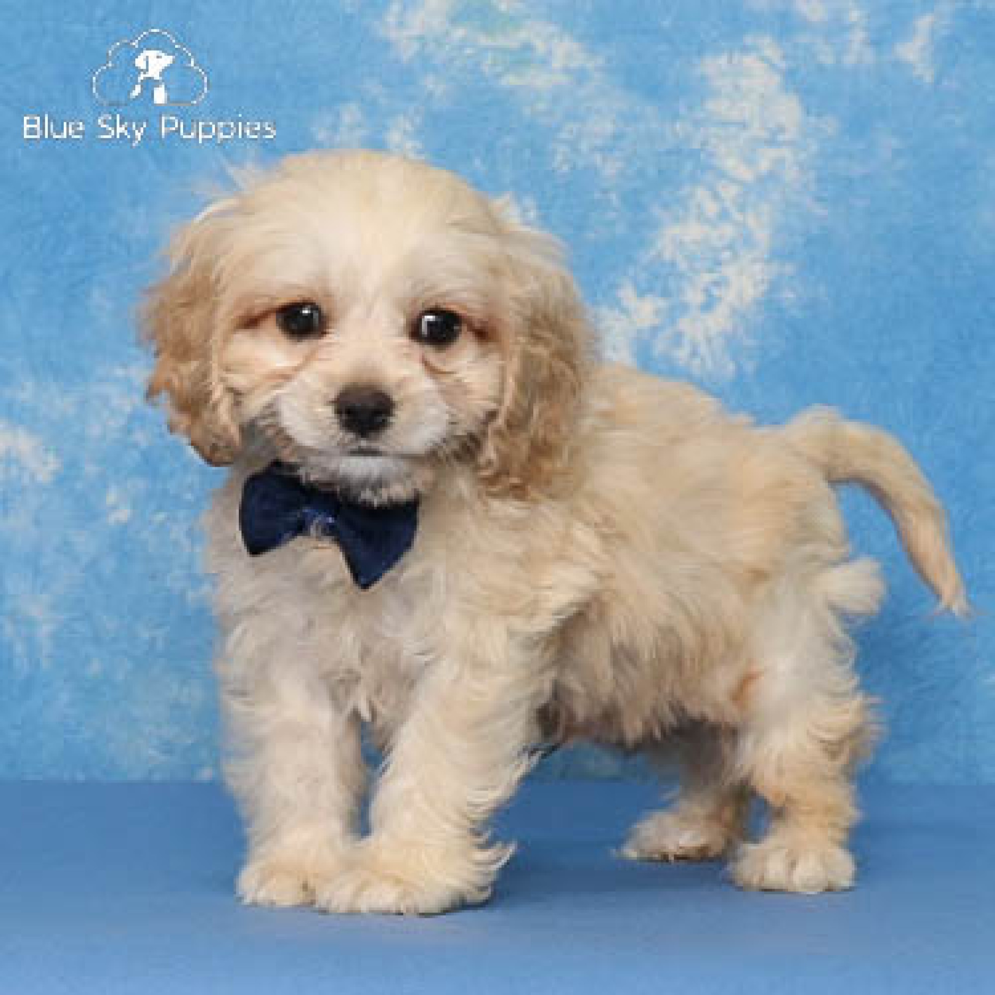 Cockapoo Puppies for Sale | Blue Sky Puppies
