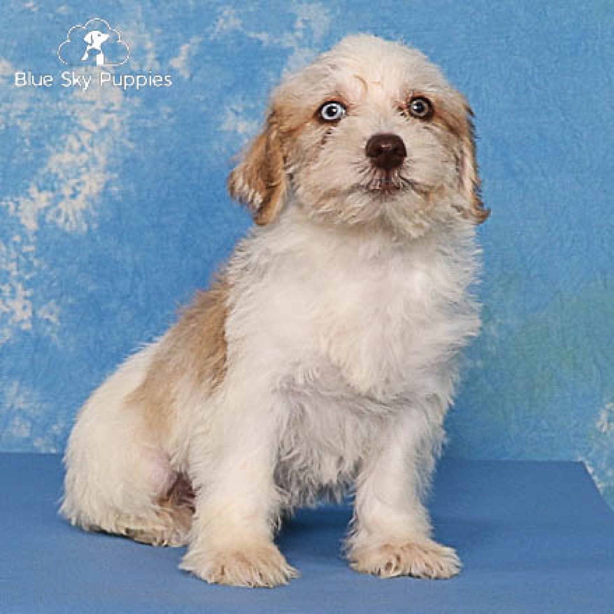 Mini Schnoodle Puppies for Sale | Blue Sky Puppies