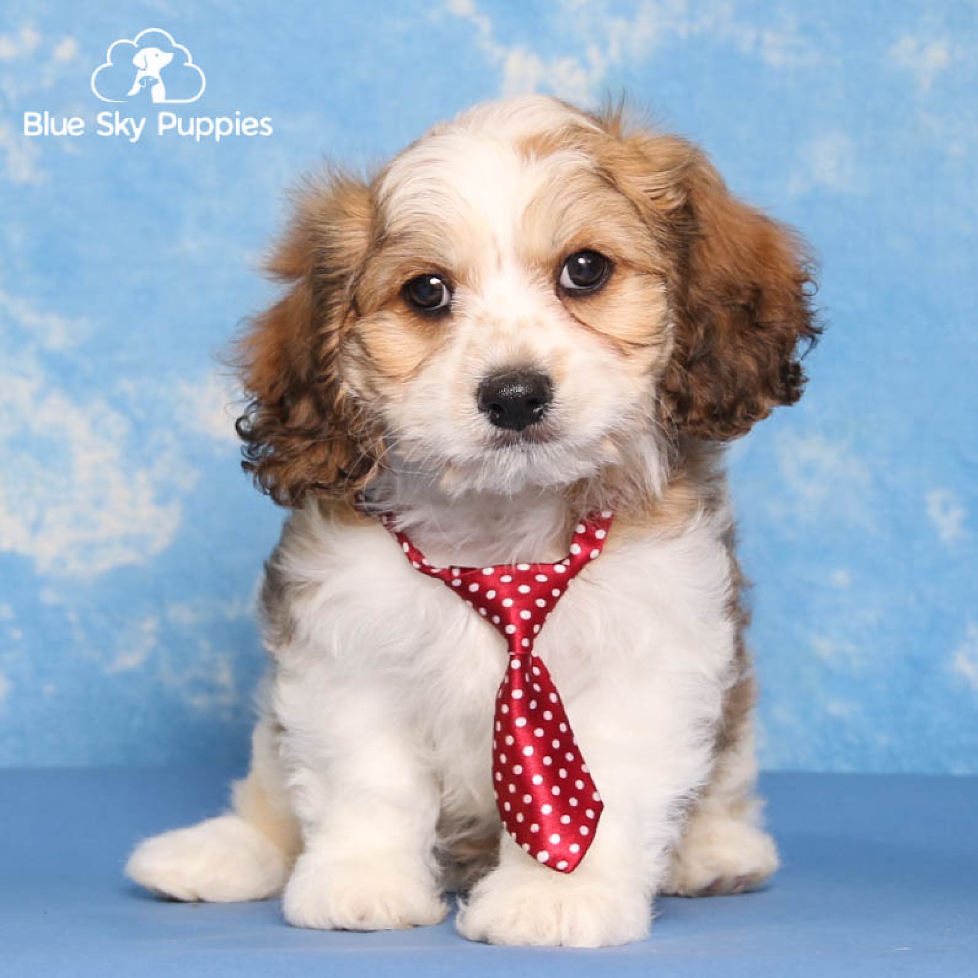 Cavachon Puppies for Sale | Blue Sky Puppies