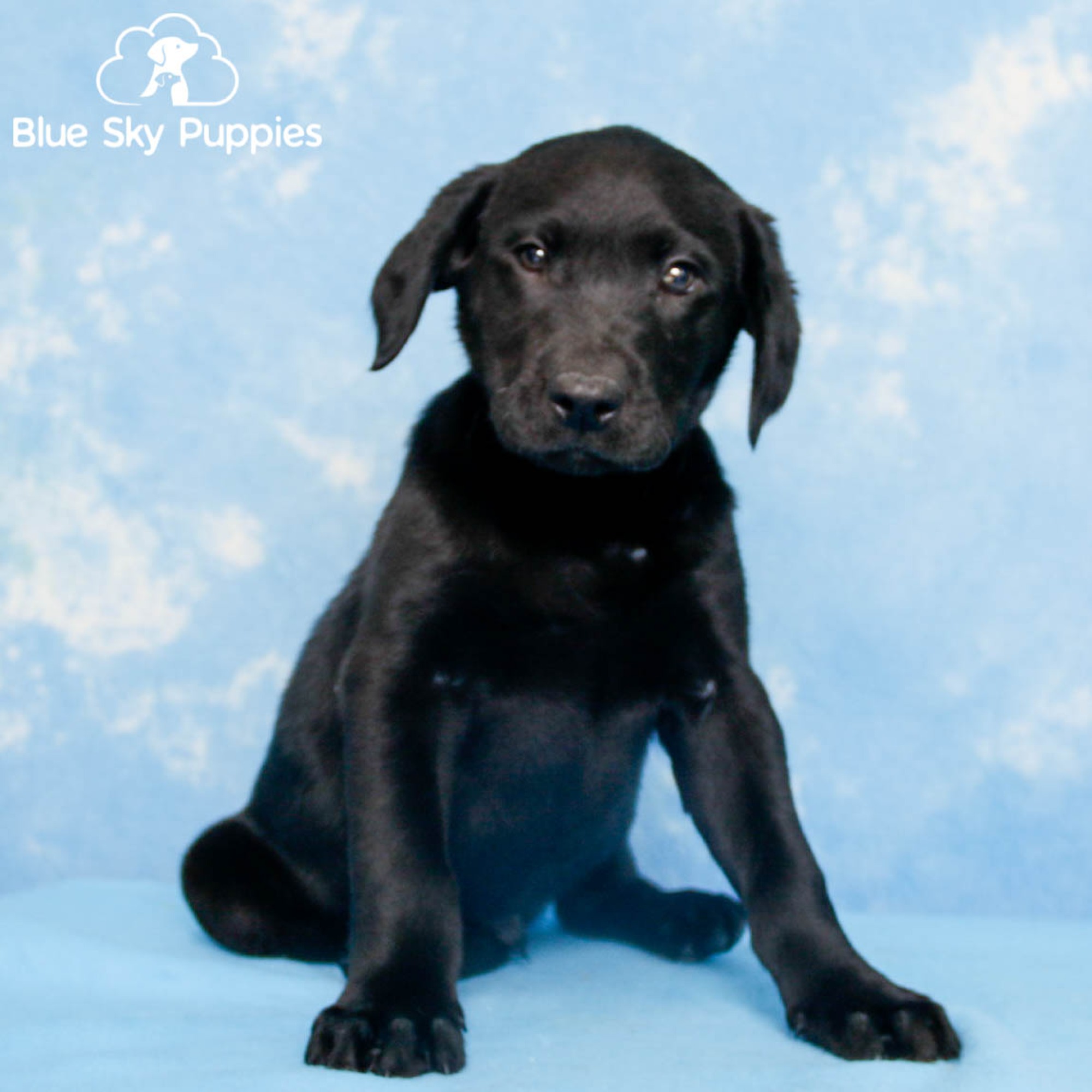Labrador Retriever Puppies for Sale | Blue Sky Puppies