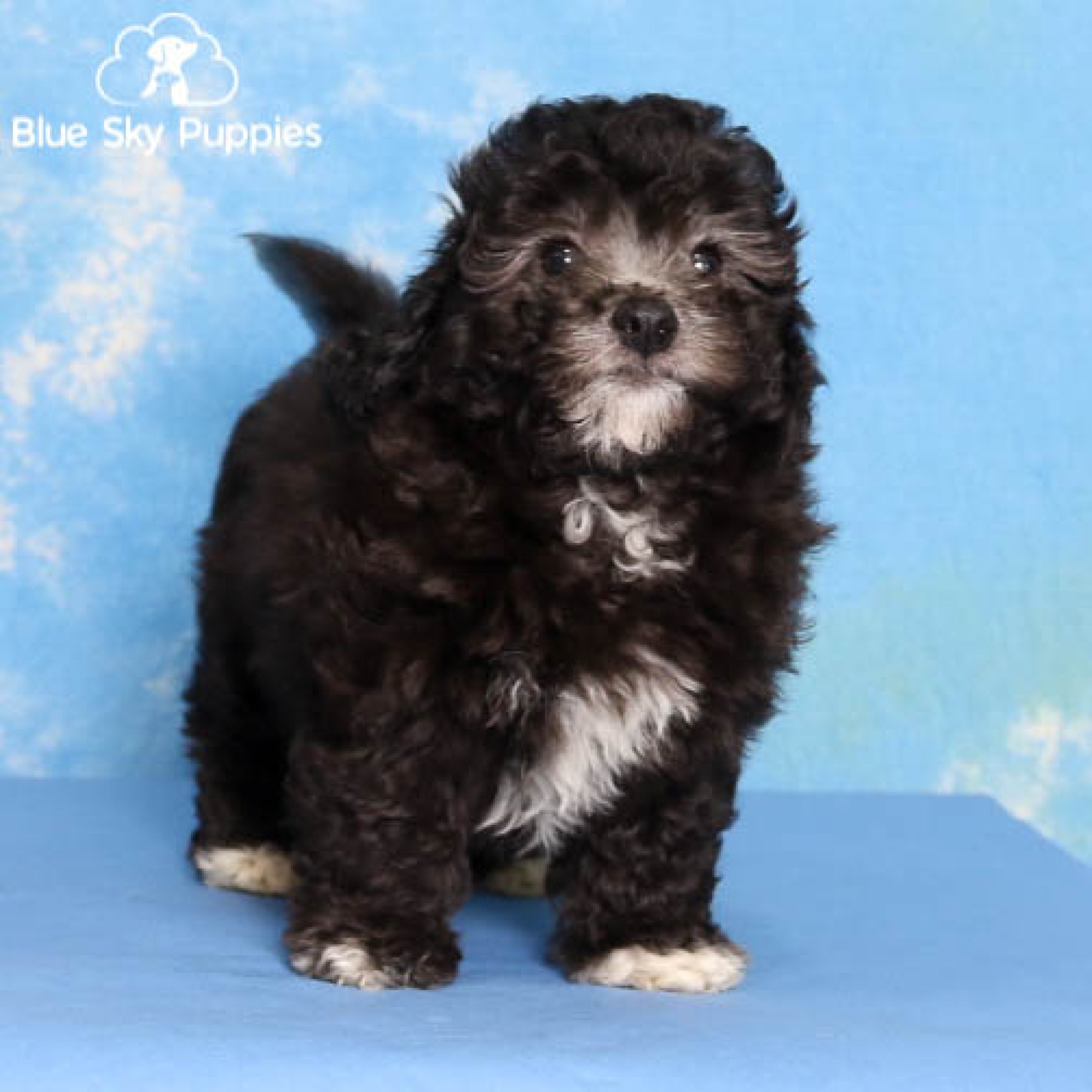 Cotonpoo Puppies for Sale | Blue Sky Puppies