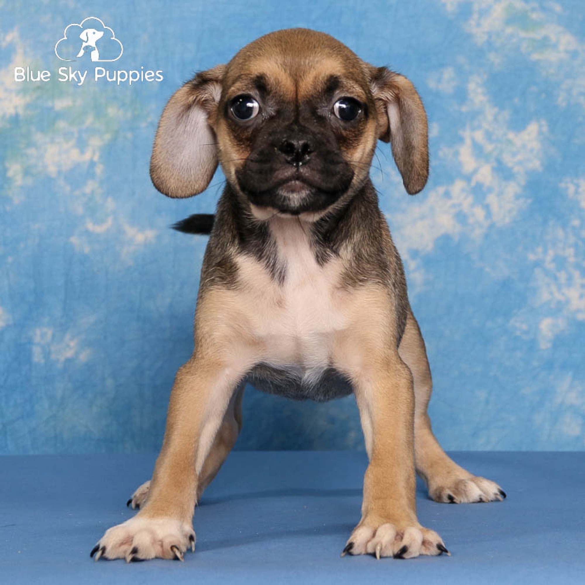 Puggle Puppies for Sale | Blue Sky Puppies