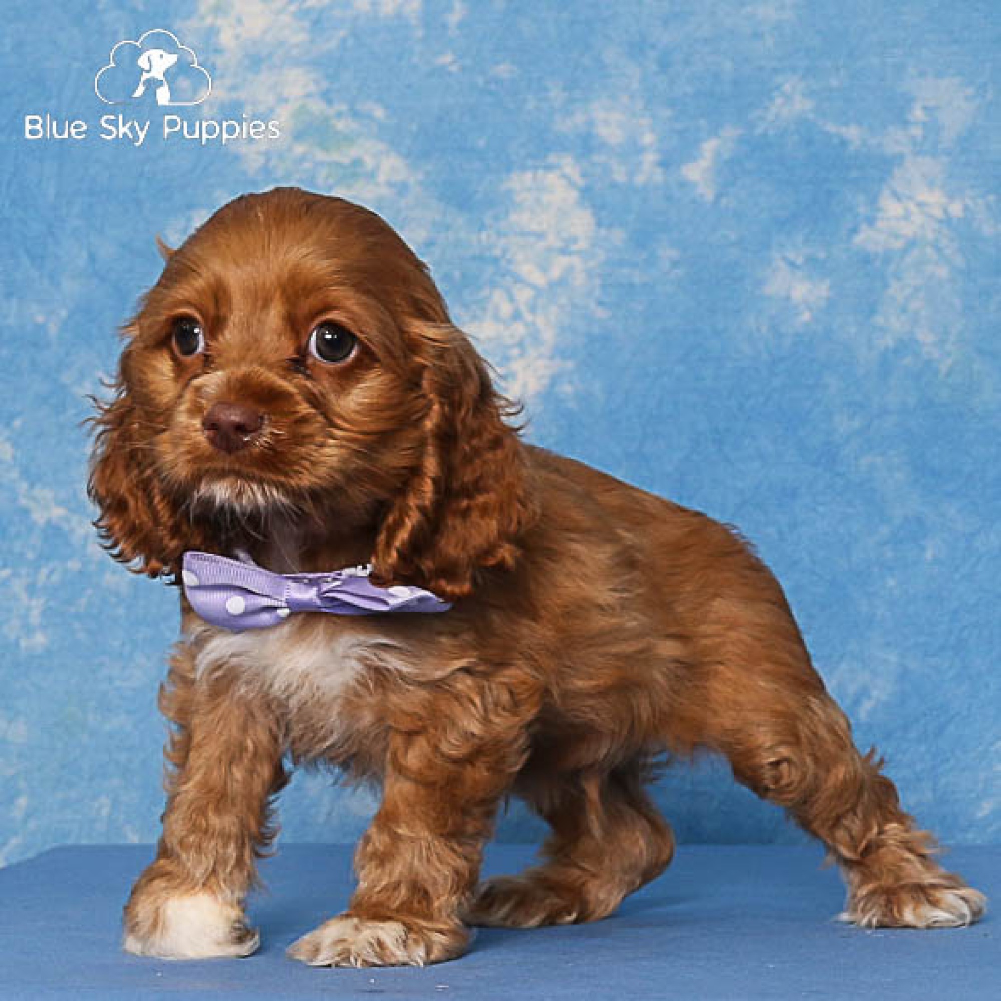 Cocker Spaniel Puppies for Sale | Blue Sky Puppies