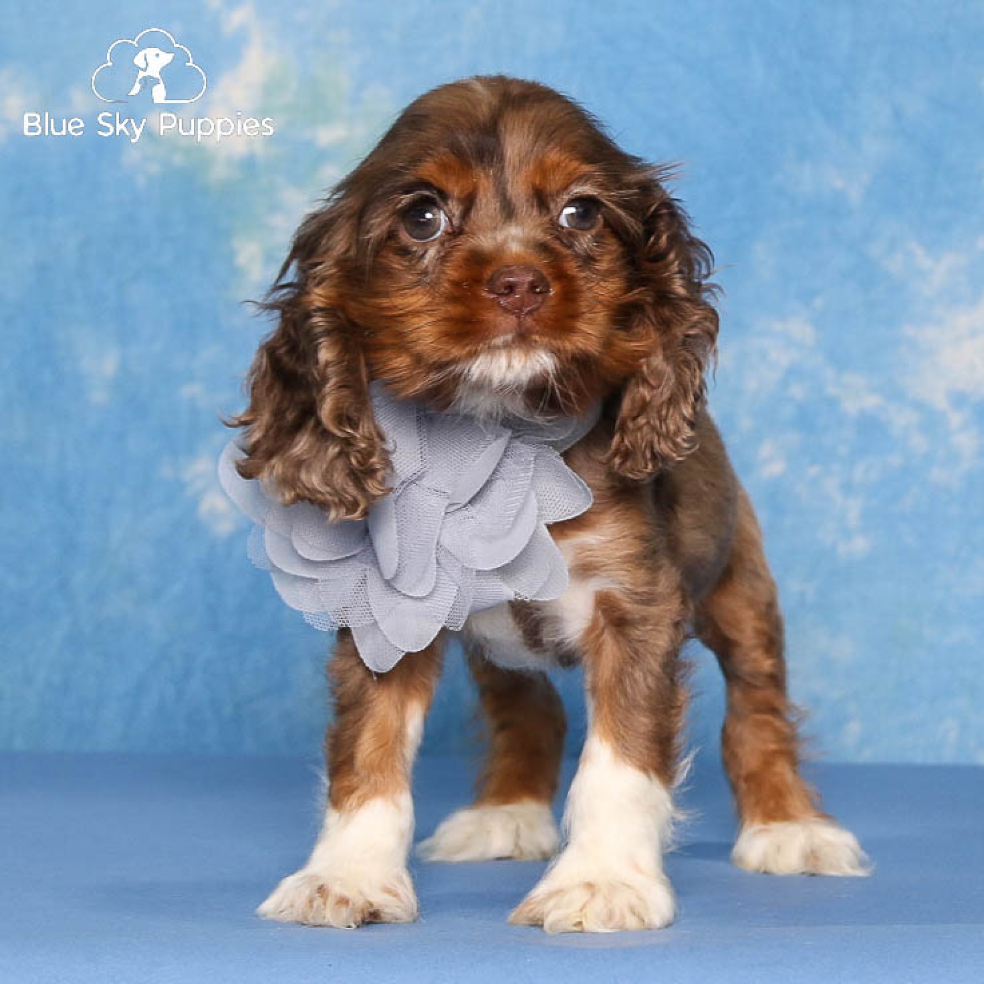 Cocker Spaniel Puppies for Sale | Blue Sky Puppies
