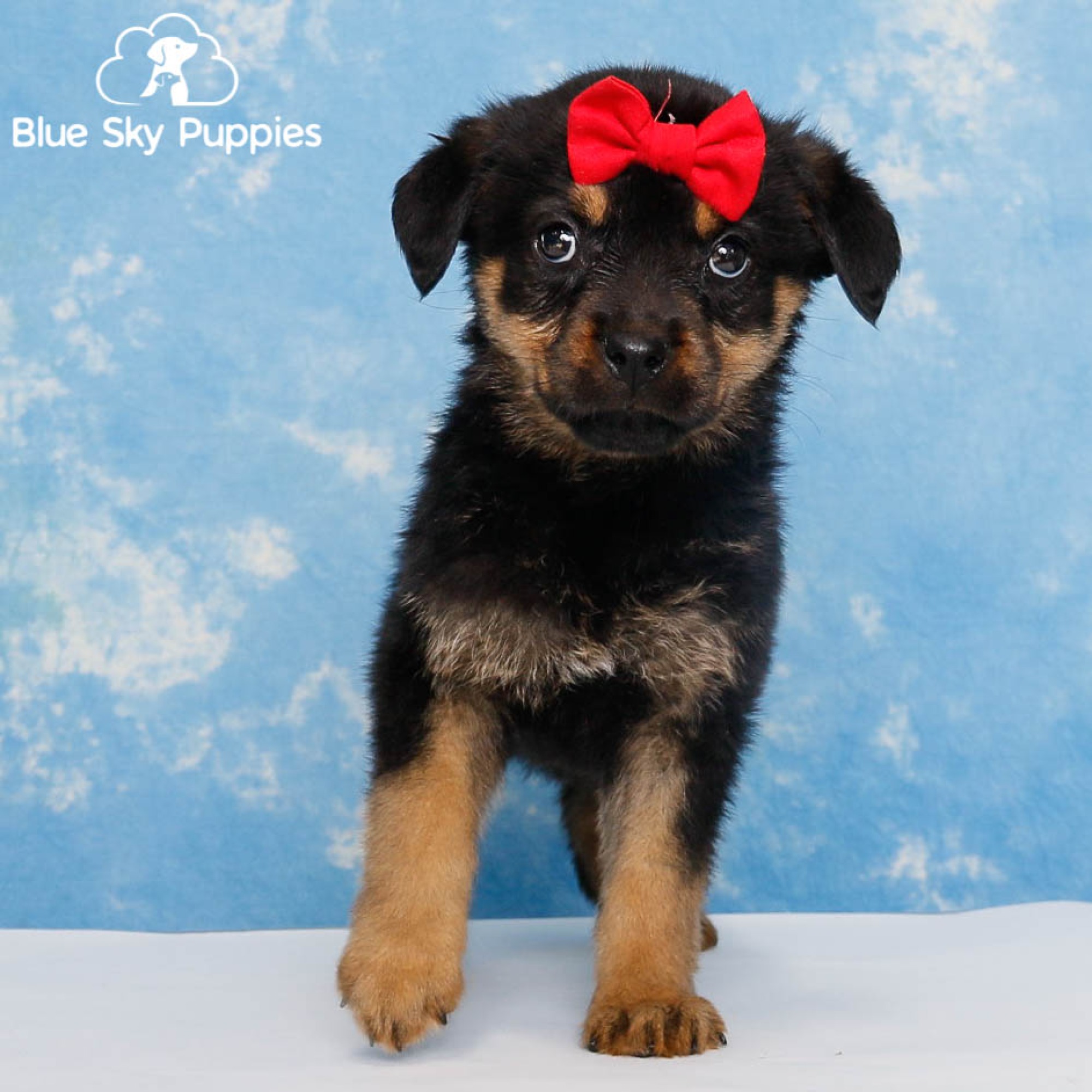 Rottweiler Puppies for Sale | Blue Sky Puppies